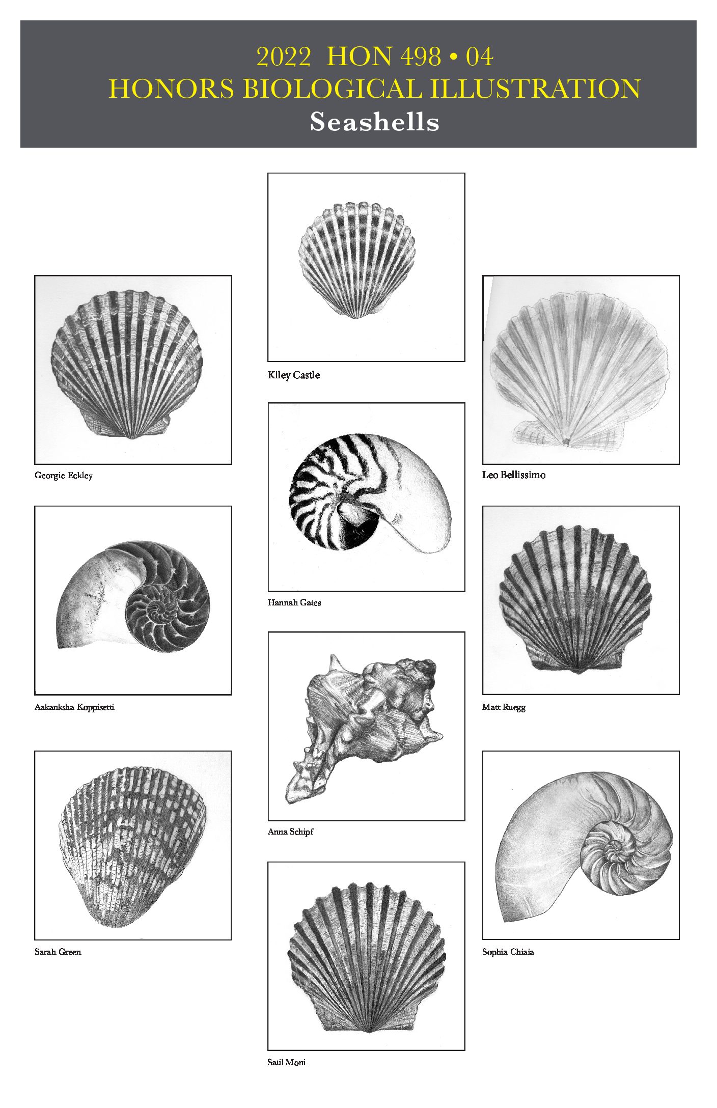 Biological Illustration - Honors